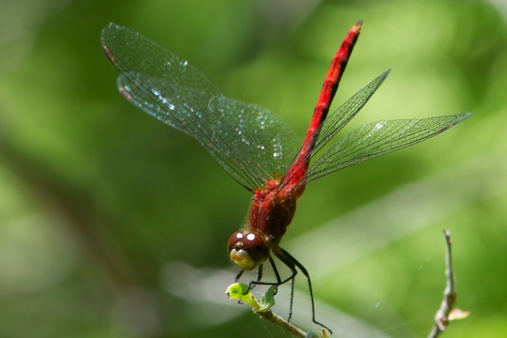 Life on Distant Hill Blog ... White-Faced Meadowhawk - Distant Hill ...