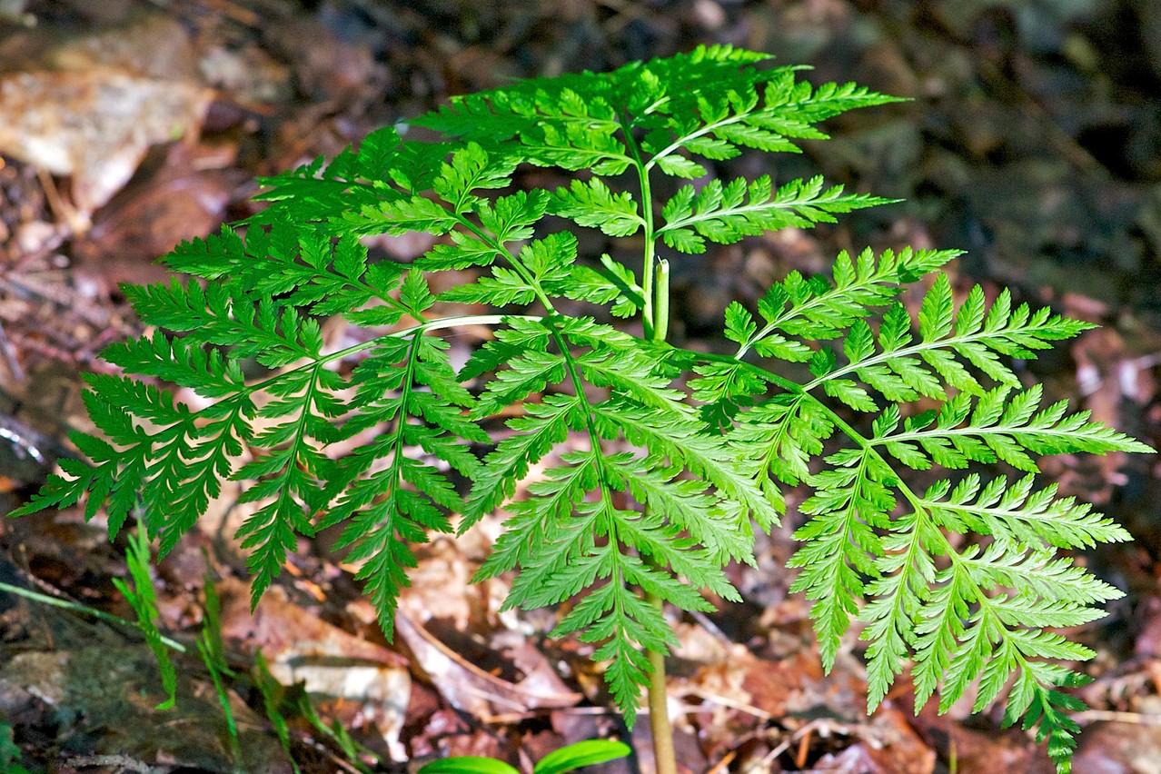 Native Ferns - Distant Hill Gardens and Nature Trail