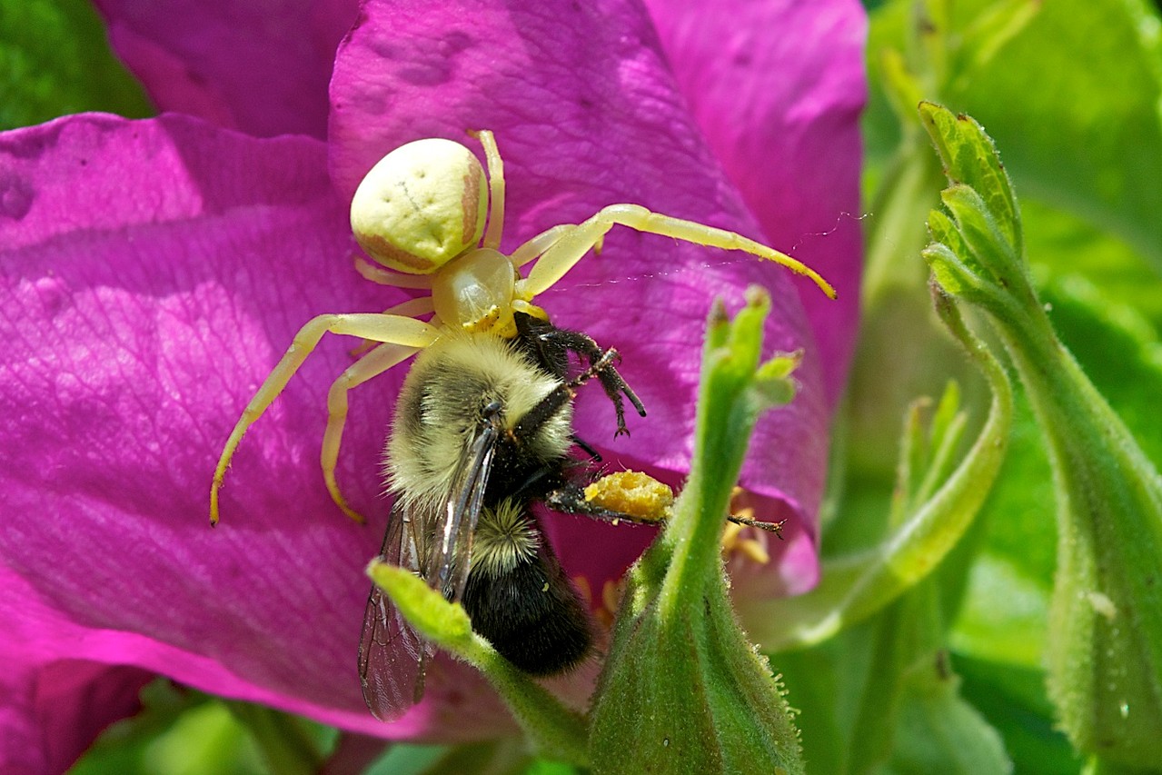 pictures of goldenrod crab spider