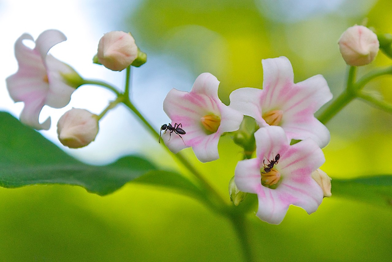 Ants as Pollinators - Distant Hill Gardens and Nature Trail