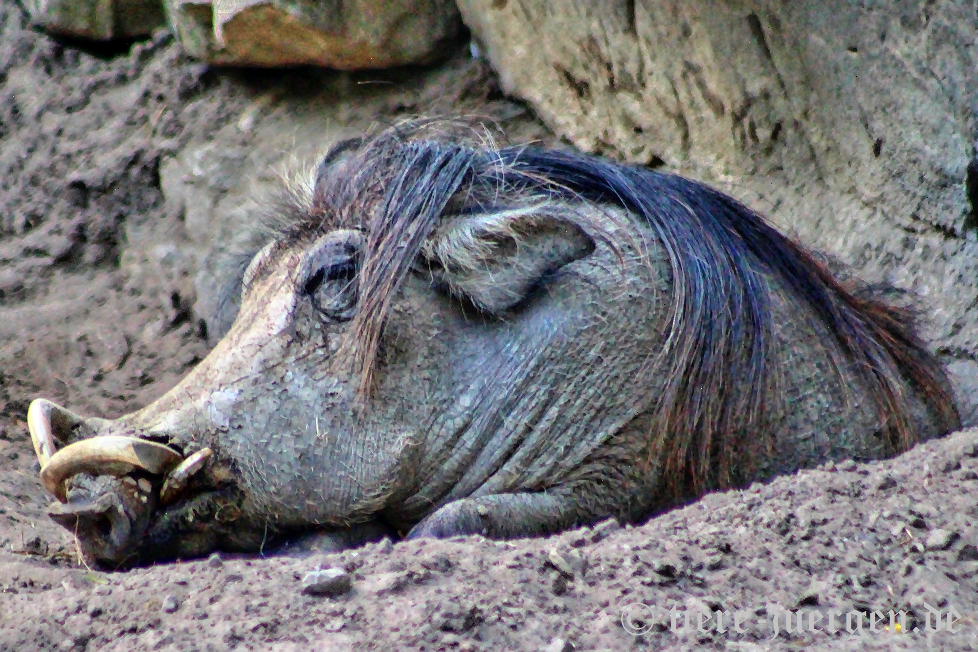 12. Mai 2016 - tiere-juergens Webseite!