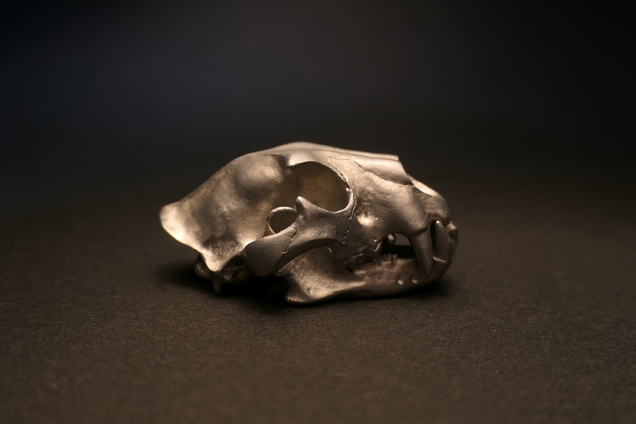 アフリカライオン頭骨オブジェ(完成品) - skulllaboratory アフリカライオン頭骨オブジェ(完成品) - skulllaboratory