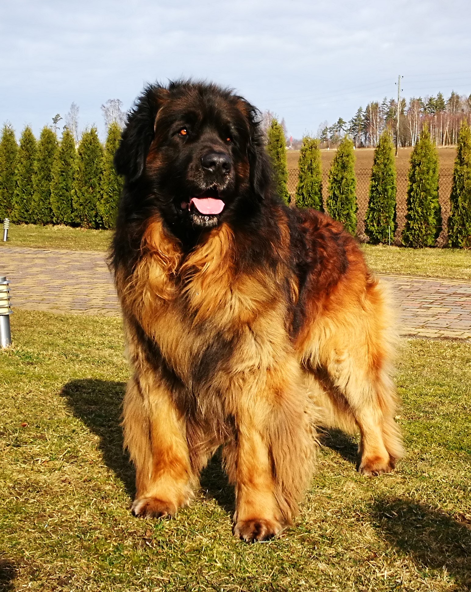 CAMERON - Сайт teikasdog!
