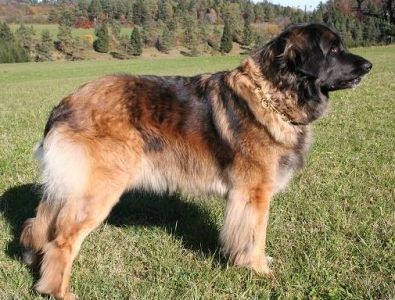 CAMERON - Сайт teikasdog!