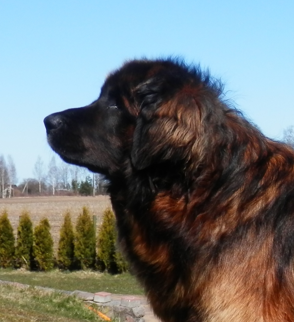 CAMERON - Сайт teikasdog!
