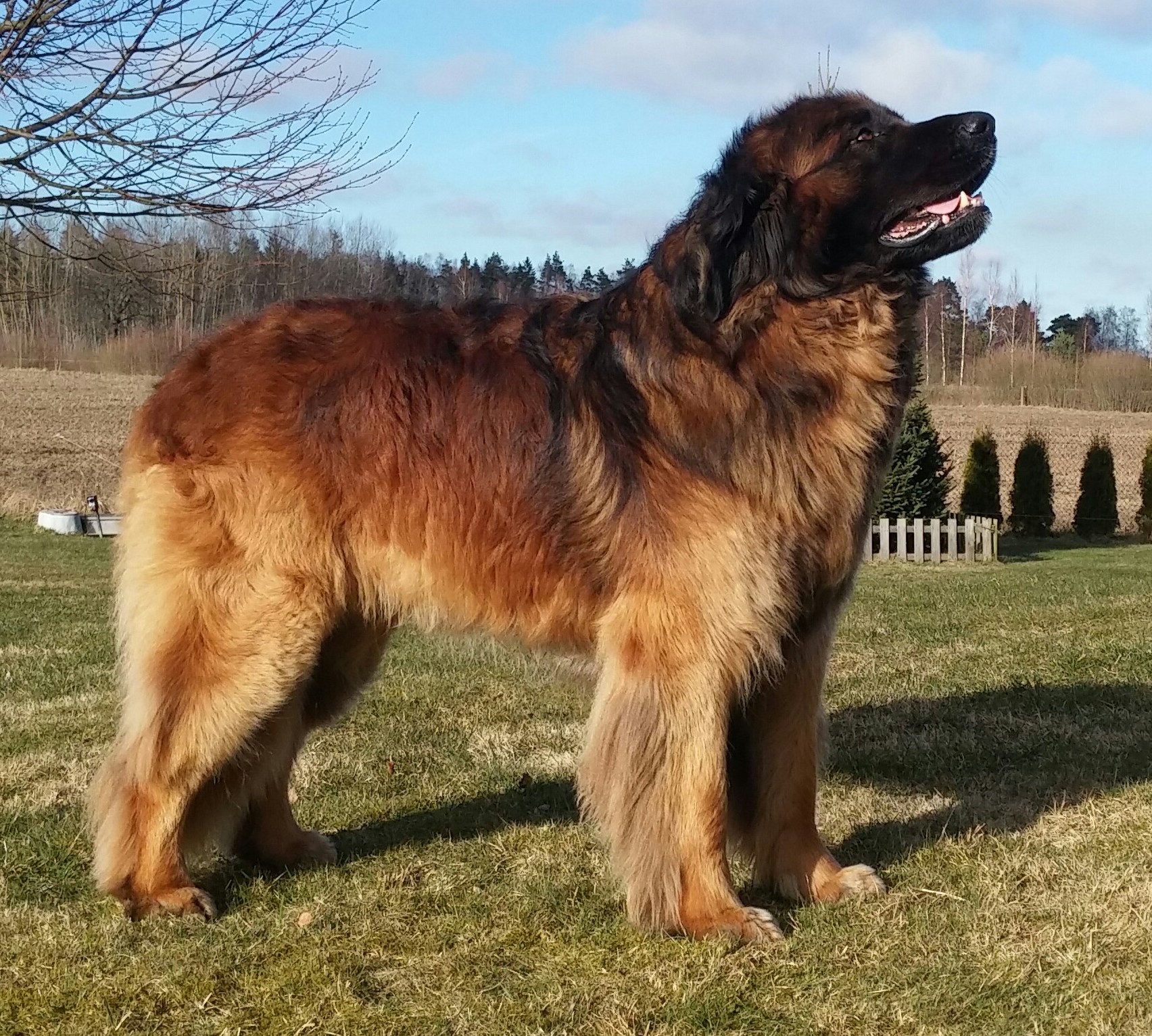 CAMERON - Сайт teikasdog!