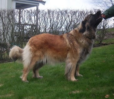 CAMERON - Сайт teikasdog!
