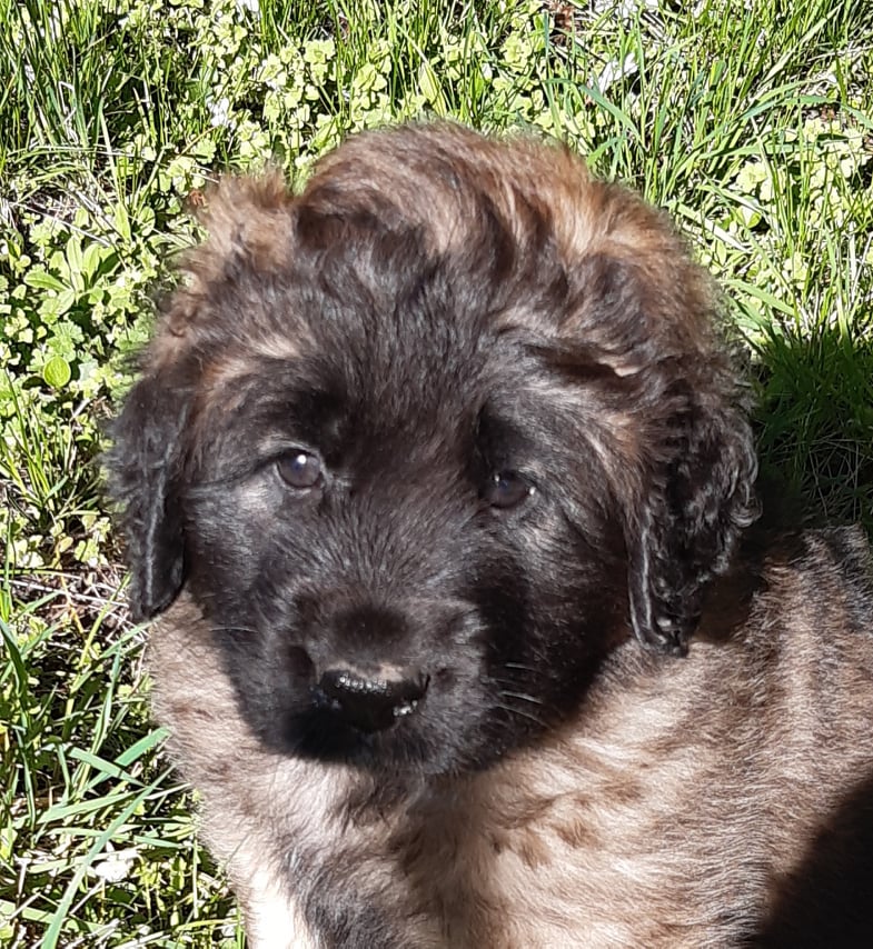 FOLLOW ME IF YOU CAN OF NEW WIND & BROOLKLYN LAUVEN - Сайт teikasdog!