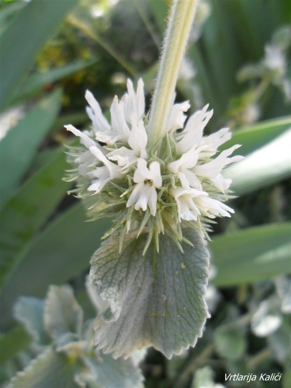 Marrubium sp. (Marulja, tetrljan) - Vrtlarija Kalići