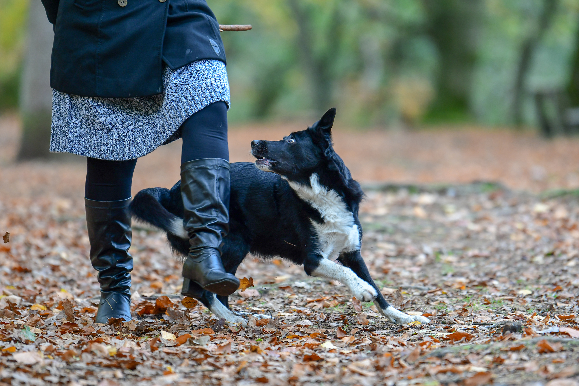 Angela Dolma - DOG`S ACADEMY - Die Schule für Sie und Ihren Hund