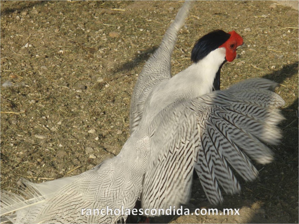 Faisán Plateado - venta de pavorreales, pavo real blanco, faisan dorado