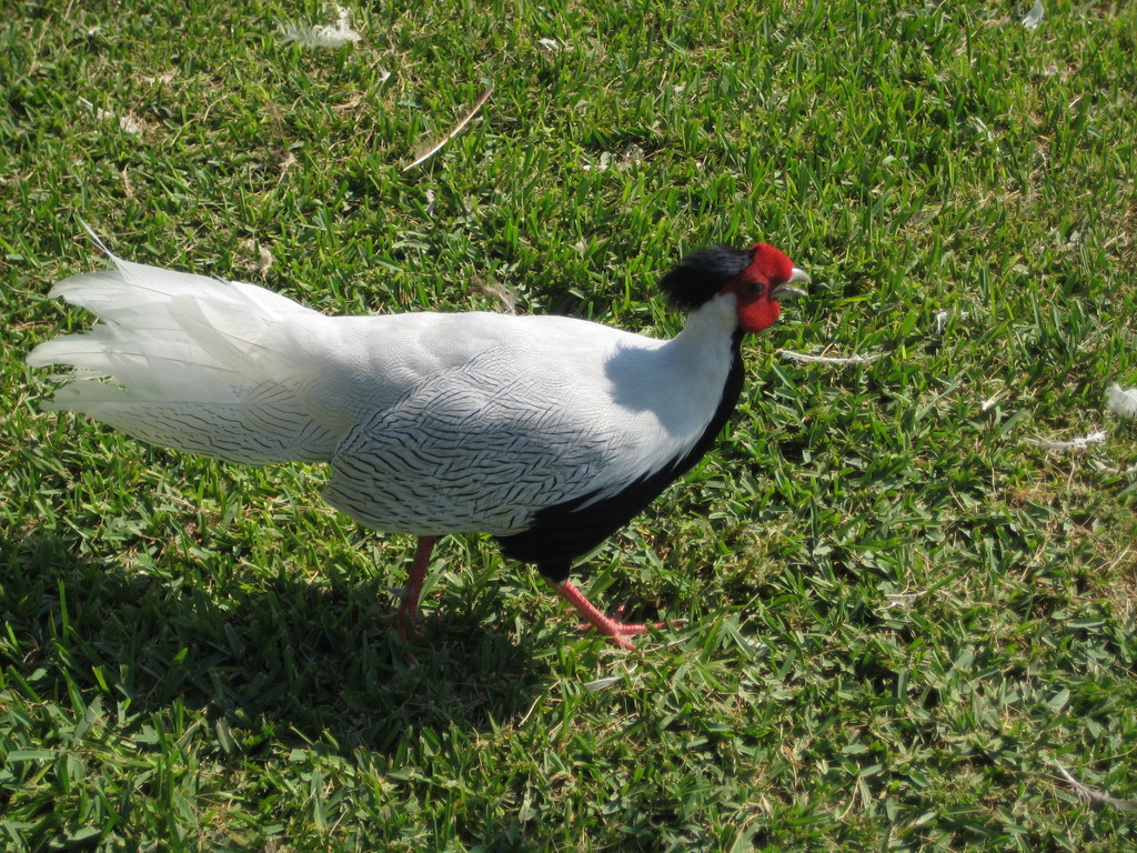 Faisán Plateado - venta de pavorreales, pavo real blanco, faisan dorado