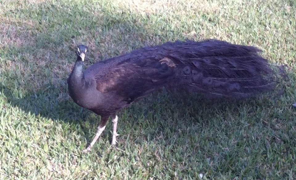 Pavo Real Bronce Hombros Negros - venta de pavorreales, pavo real ...