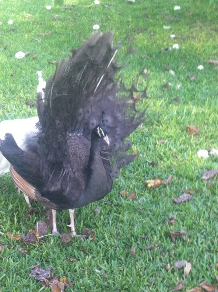 Pavo Real Bronce Hombros Negros - venta de pavorreales, pavo real ...