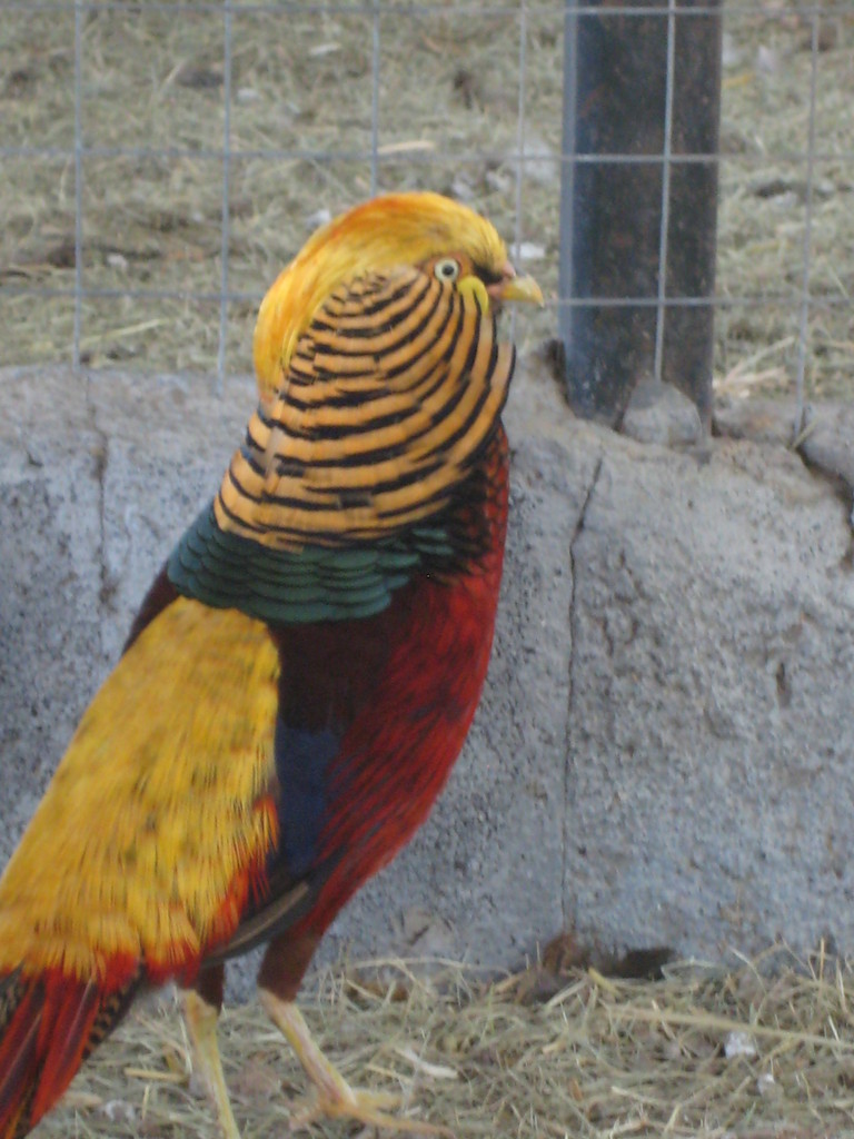 Faisán Dorado Rojo - venta de pavorreales, pavo real blanco, faisan dorado