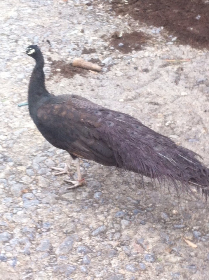 Pavo Real Bronce Hombros Negros - venta de pavorreales, pavo real ...