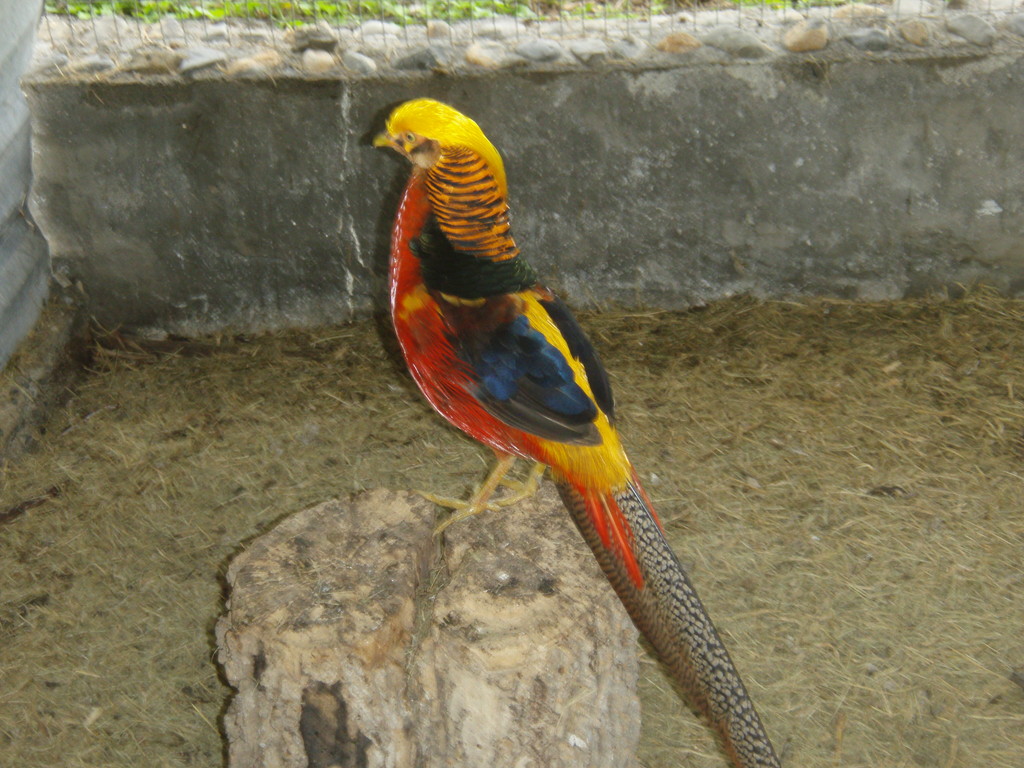 Faisán Dorado Rojo - venta de pavorreales, pavo real blanco, faisan dorado