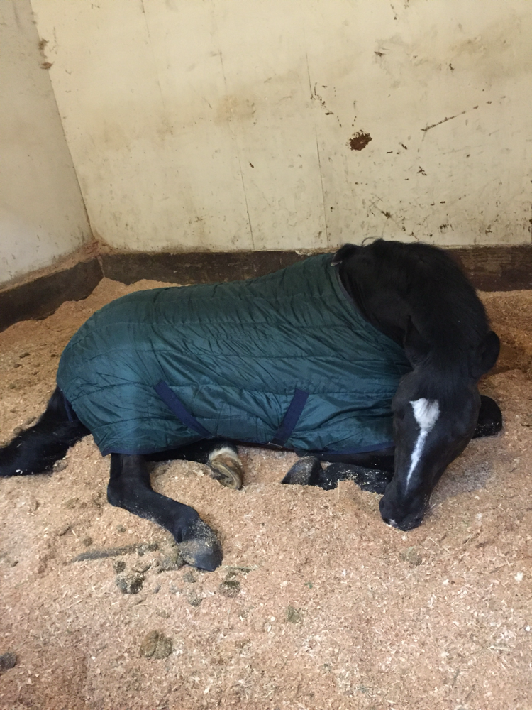 Our Facilities - sl-equestrian