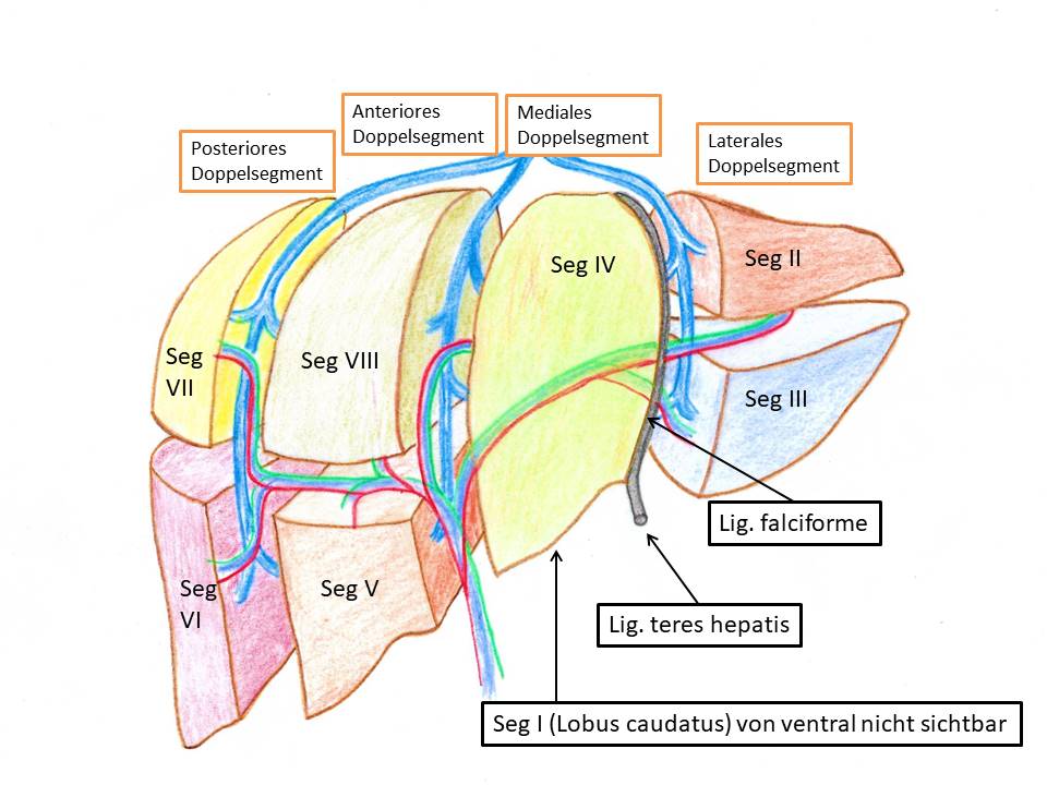 Die Sono-Anatomie der Leber - Praxis Dr. Faure in Krefeld