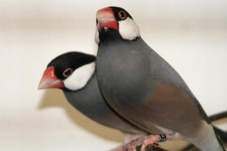 Reisfinken - Sven Zurbriggen Vögel