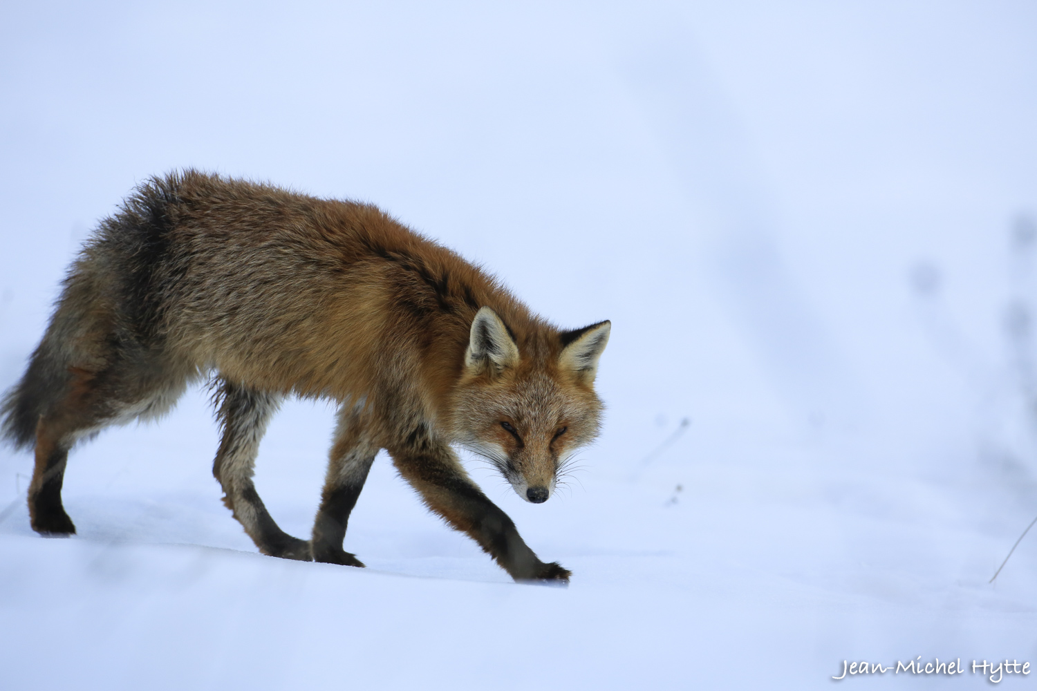 Renard roux - Jean-Michel Hytte Photos Vercors