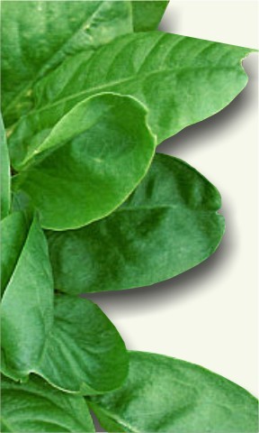 Acedera - Farmacognosia. Plantas medicinales