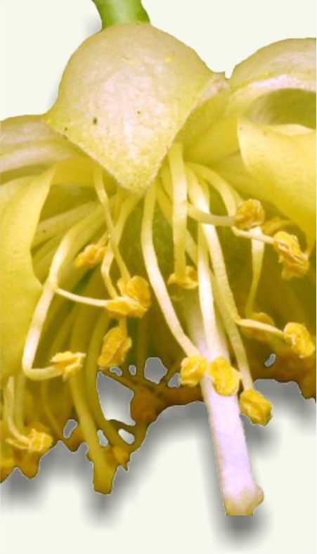 Tilo - Farmacognosia. Plantas medicinales