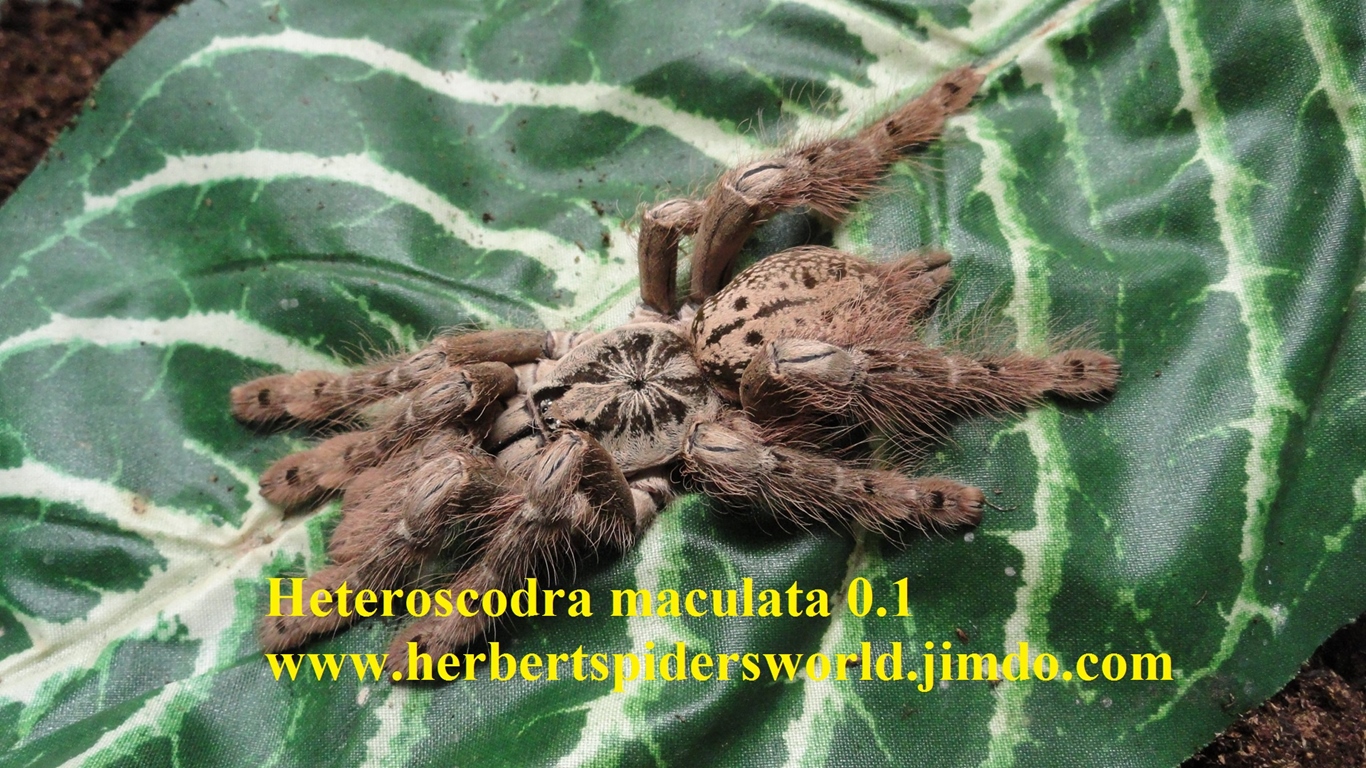 Heteroscodra maculata - herbertspidersworlds Jimdo-Page!