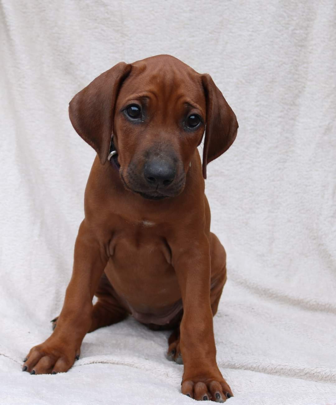 Elevage de La Piste des Lions - Rhodesian Ridgeback - Rhodesian ...