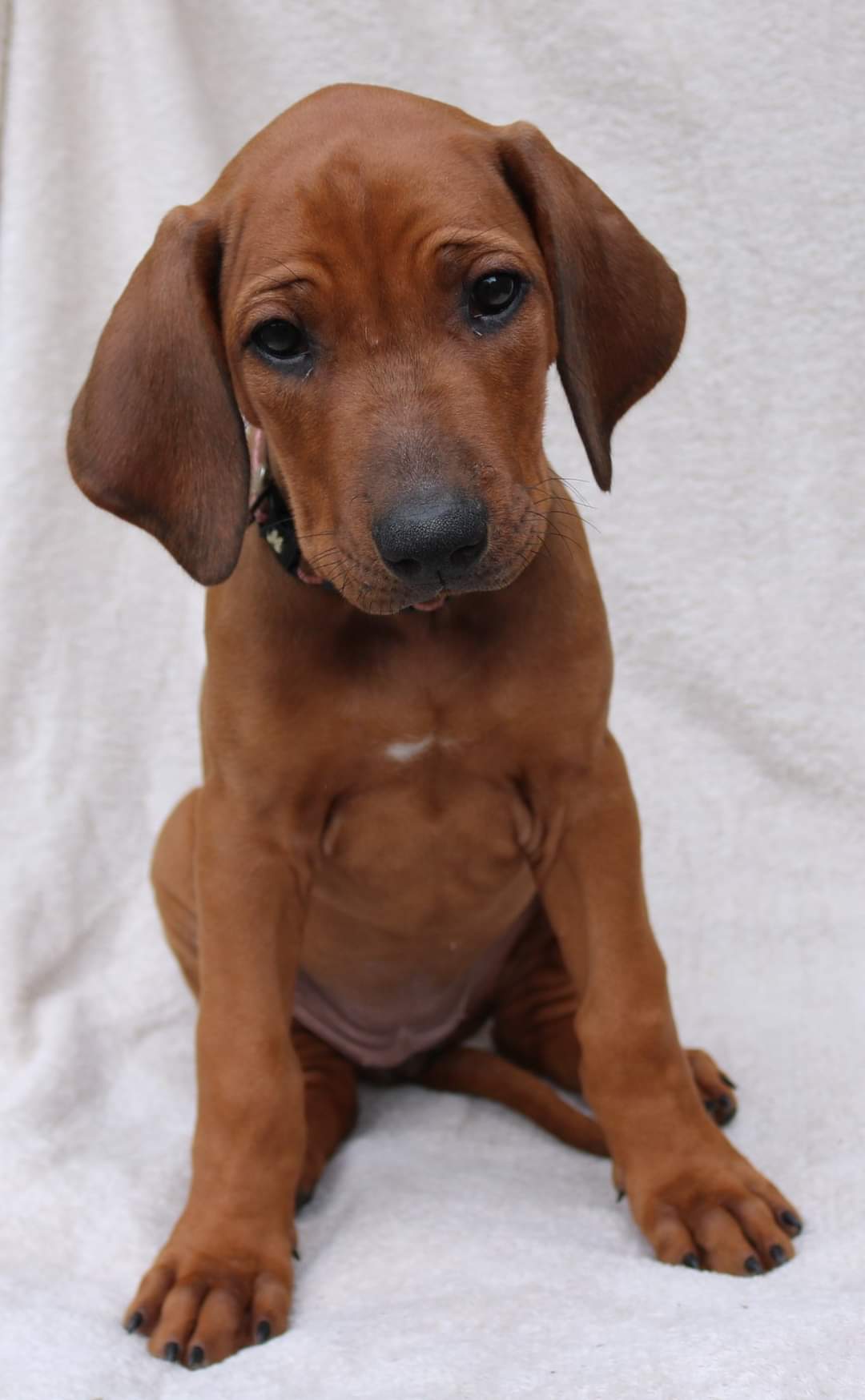 Elevage de La Piste des Lions - Rhodesian Ridgeback - Rhodesian ...