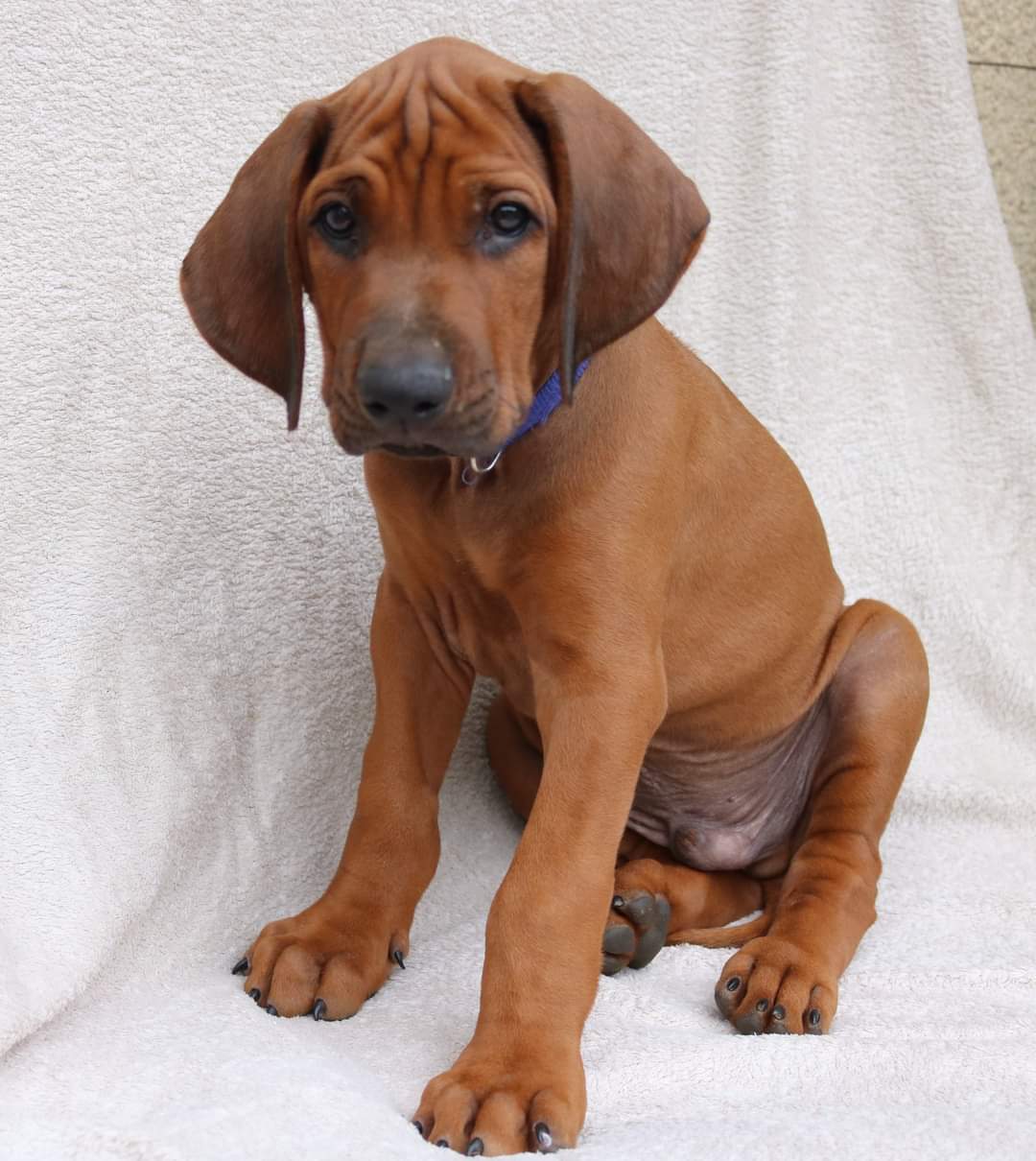 Elevage de La Piste des Lions - Rhodesian Ridgeback - Rhodesian ...