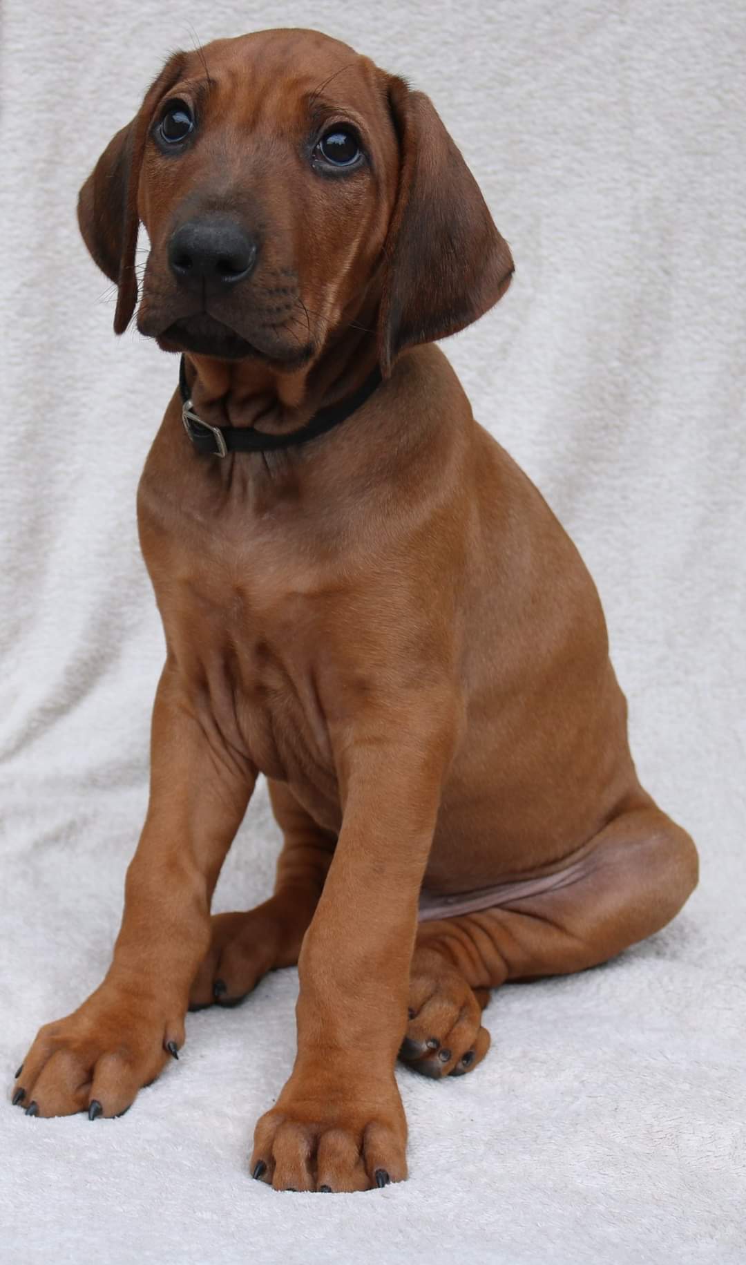 Elevage de La Piste des Lions - Rhodesian Ridgeback - Rhodesian ...