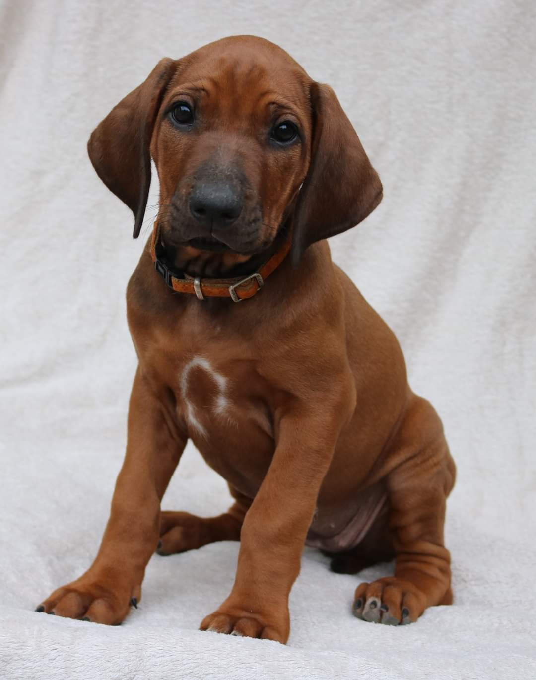 Elevage de La Piste des Lions - Rhodesian Ridgeback - Rhodesian ...