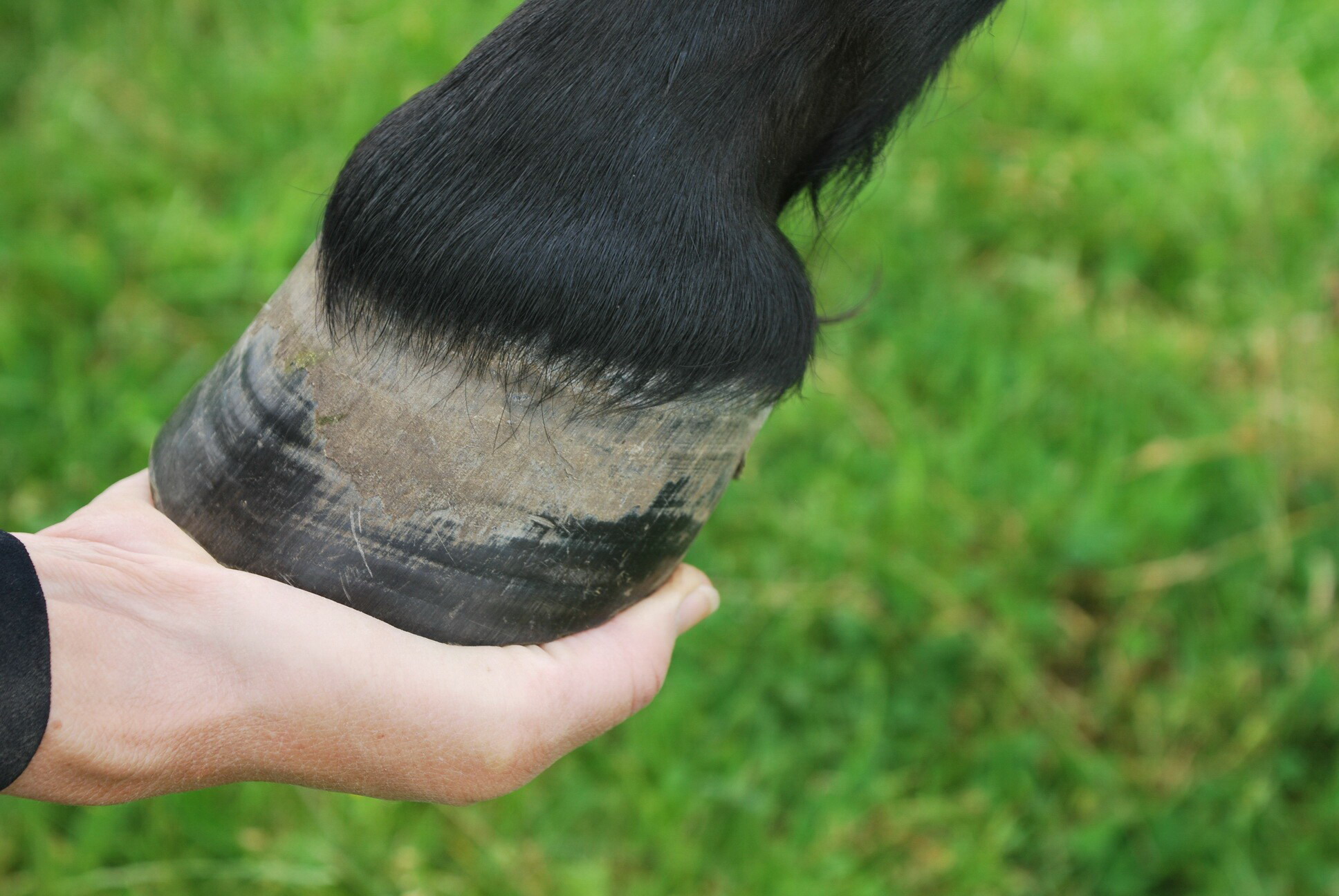 Caring for the well-being of your horse - Freude mit Pferden