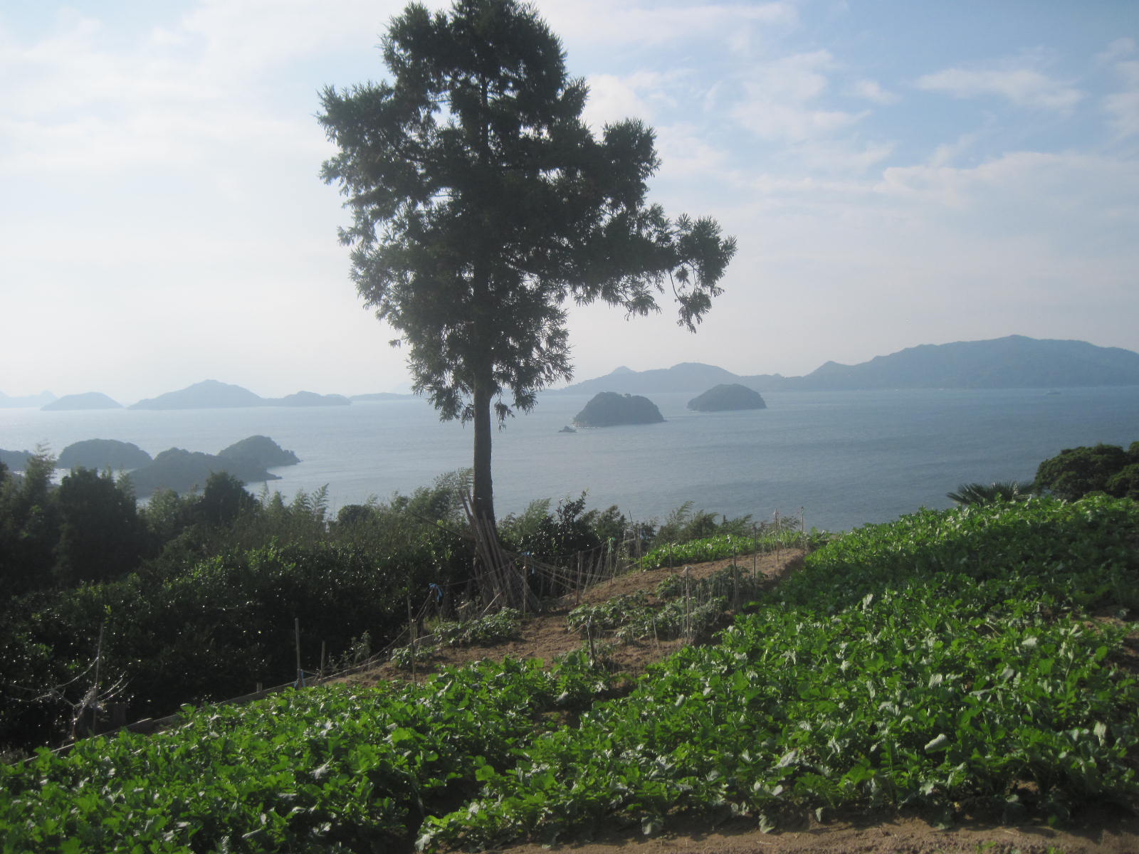 柱島（はしらじま）Hashirajima - 瀬戸内海の離島「柱島群島」