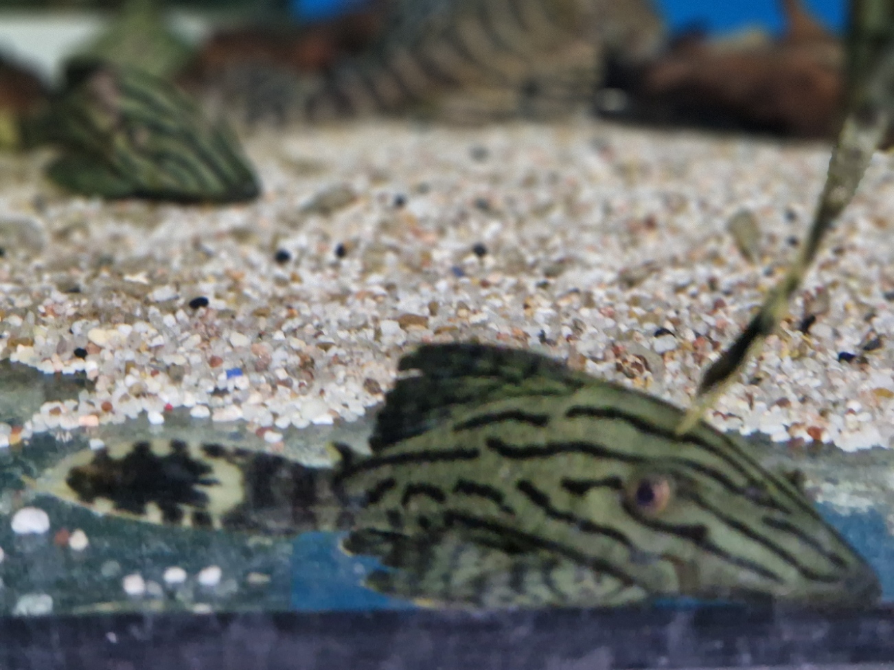 L191 Panaque sp. GREEN TITAN - Shop-Zierfische-Komnino.de