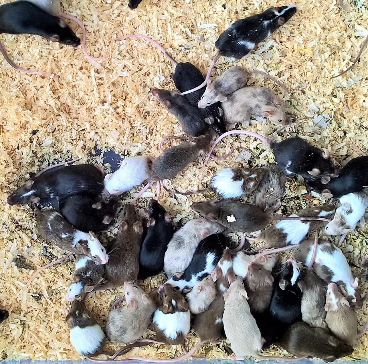 Willkommen bei den Lemmingen - maeuse-bandes Webseite!