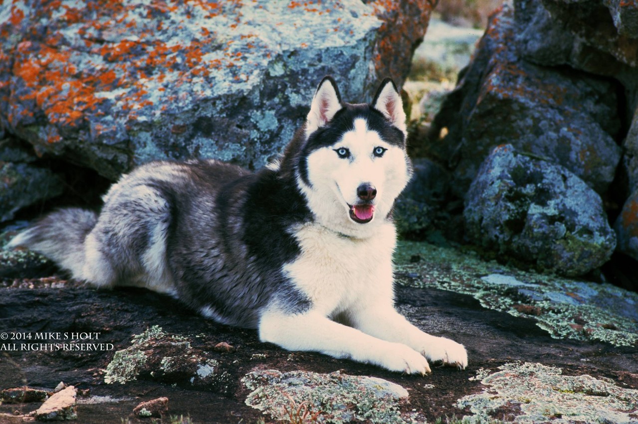 Tashas Story - Mike Holt The story of Tasha.