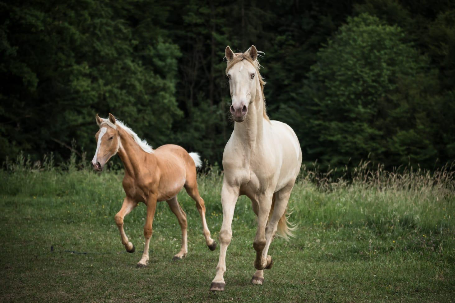 Monika Gross - reelleloesungs Webseite!