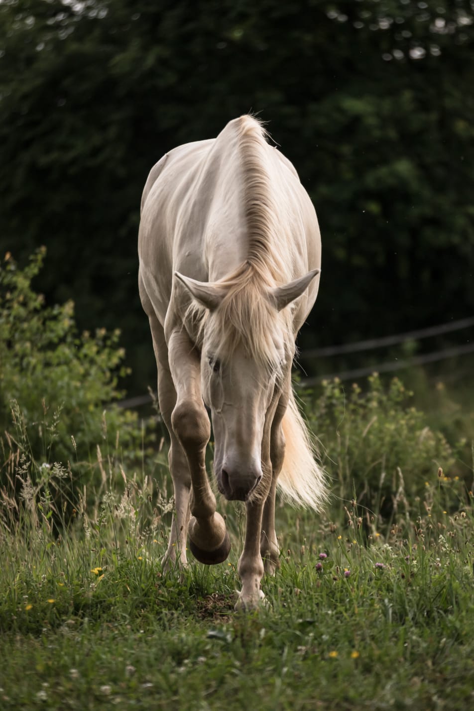 Monika Gross - reelleloesungs Webseite!