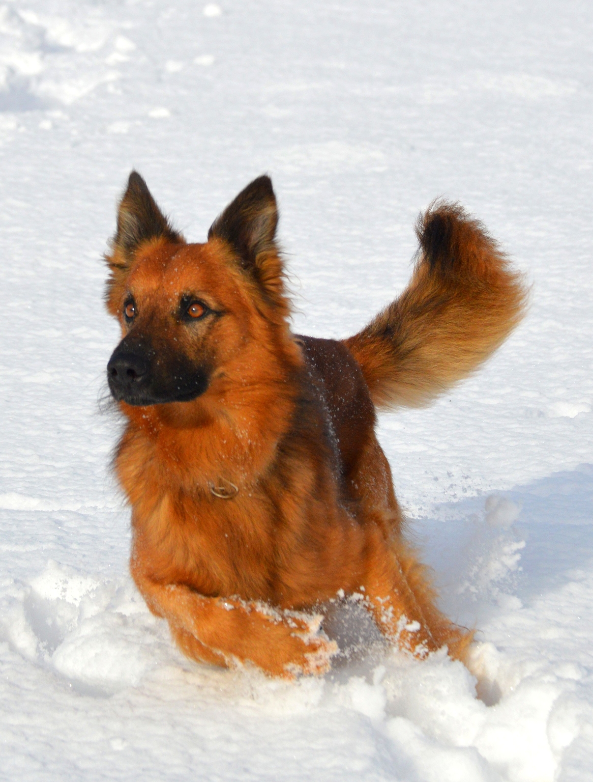 Harzer Fuchs Zucht - harzer-fuechse Webseite!