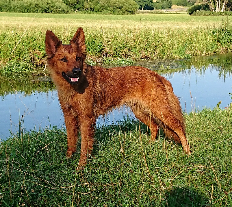 Harzer Fuchs Zucht - harzer-fuechse Webseite!