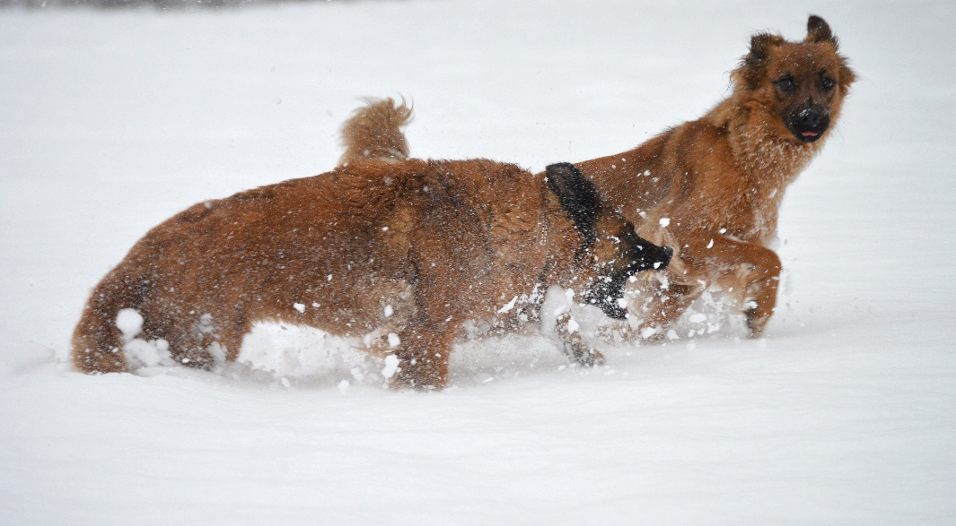 Harzer Fuchs Zucht - harzer-fuechse Webseite!
