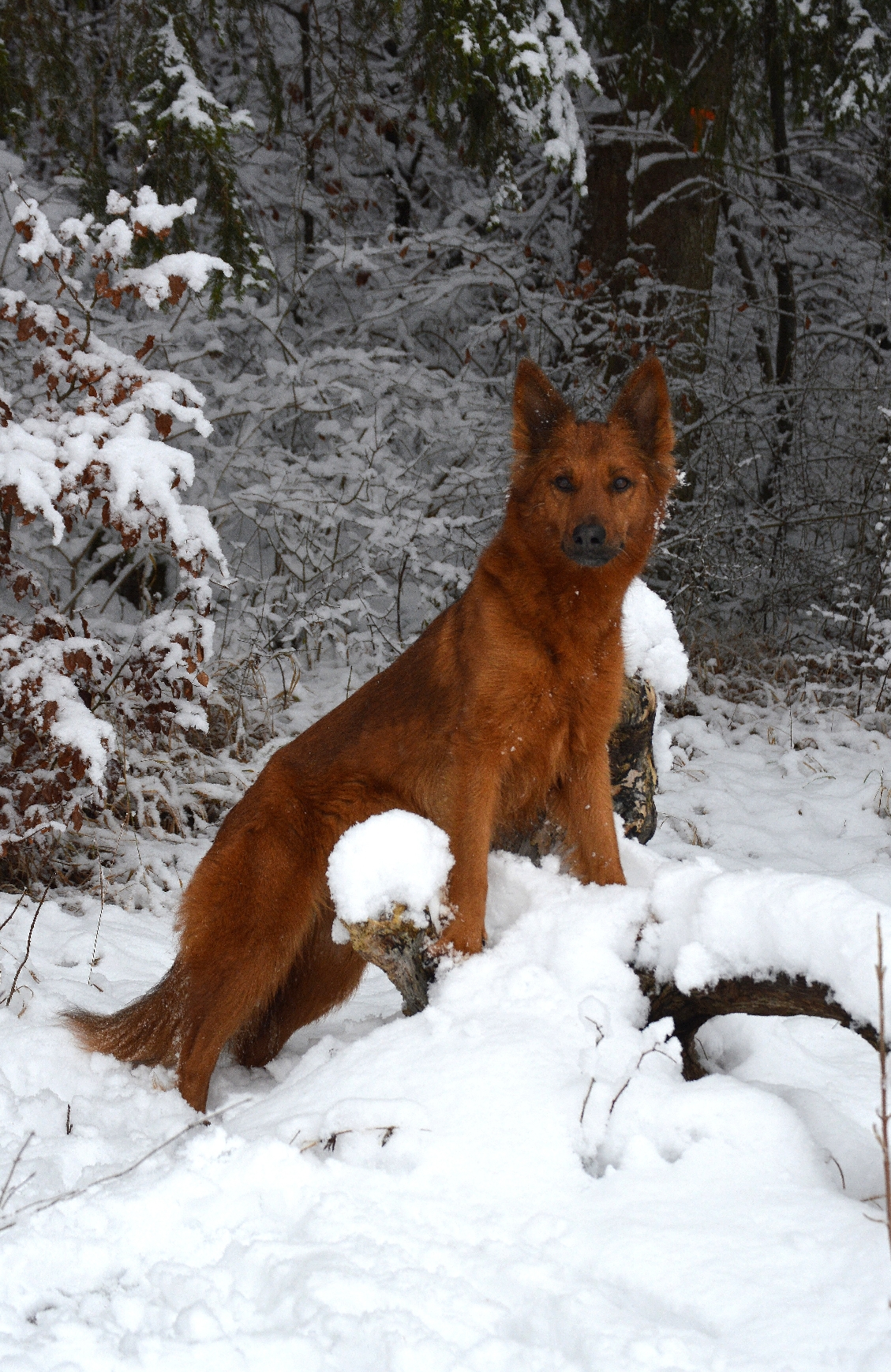 Harzer Fuchs Zucht - harzer-fuechse Webseite!