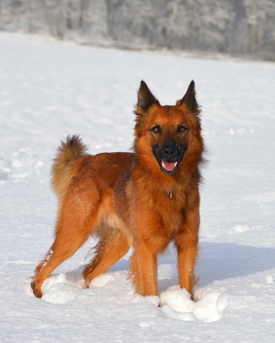 Harzer Fuchs Zucht - harzer-fuechse Webseite!