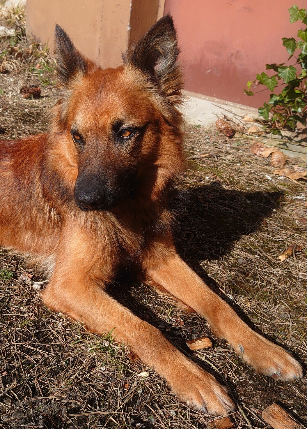 Harzer Fuchs Zucht - harzer-fuechse Webseite!