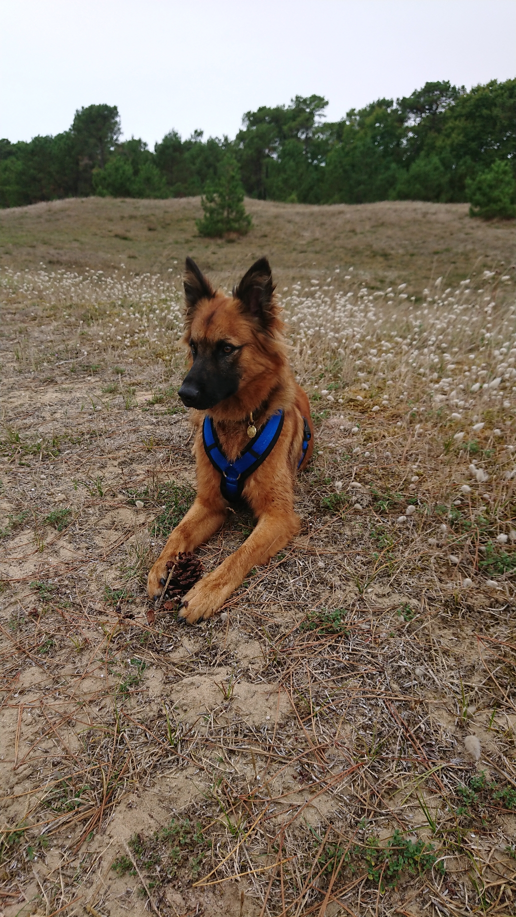 Harzer Fuchs Zucht - harzer-fuechse Webseite!