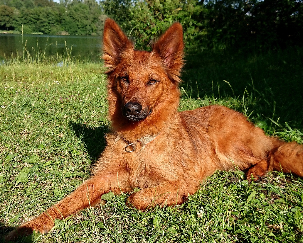 Harzer Fuchs Zucht - harzer-fuechse Webseite!