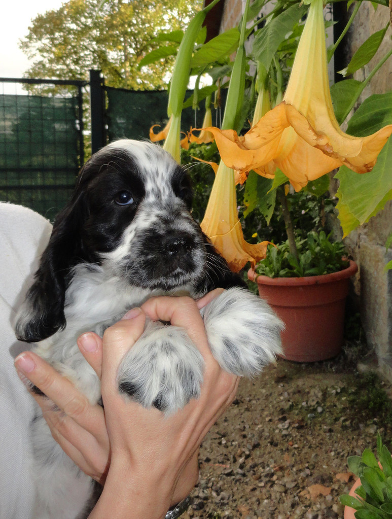 Cocker Spaniel Inglese - Benvenuti su passionales!