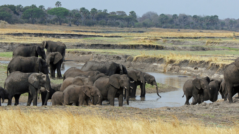 Katavi - Andreas´ Wildlife Photos